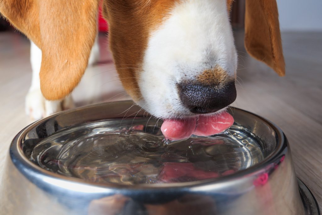 Pets Need Clean Drinking Water, Too – Here’s Why - SpringWell Water ...